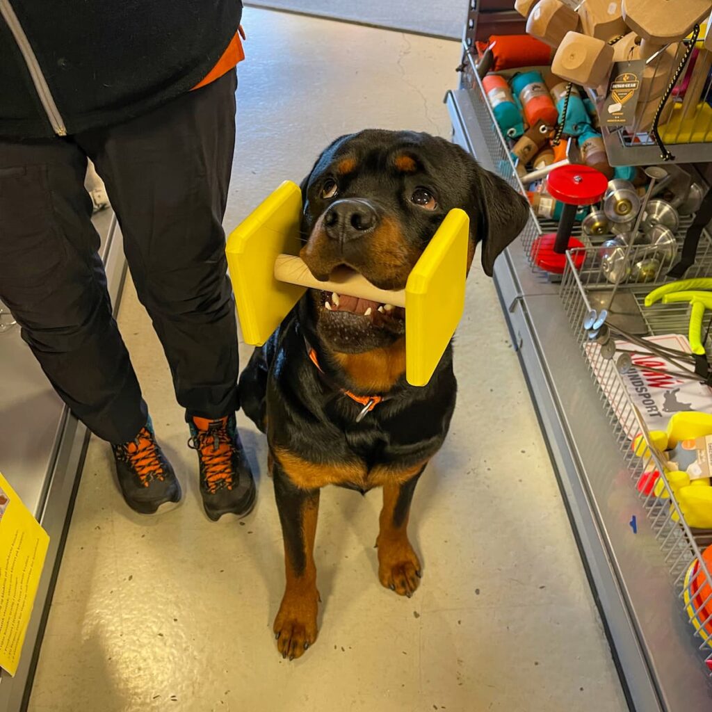 6 aktiviteter for hund - Pets -for din beste venn