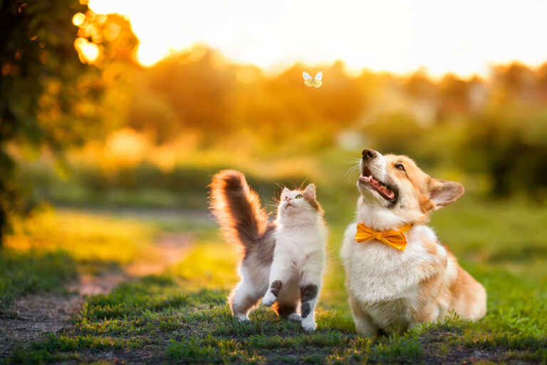 Pets -for din beste venn